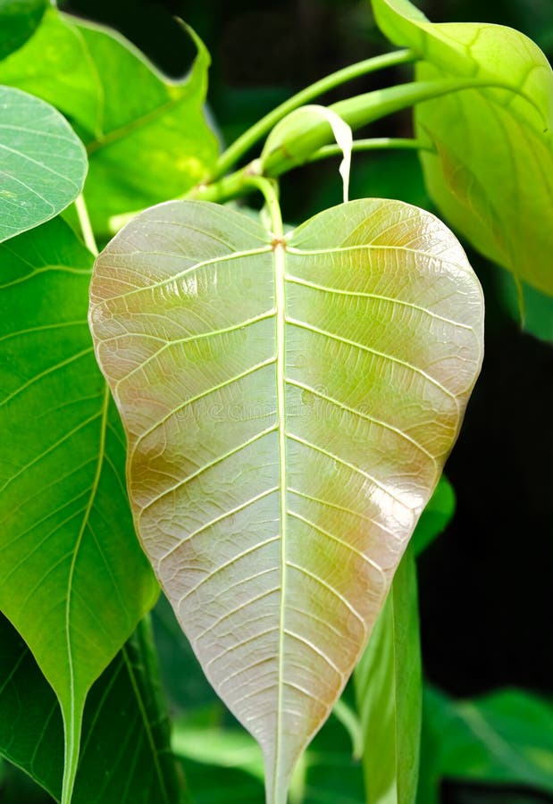 Green leaves on tree stock image. Image of enlightenment - 24928755