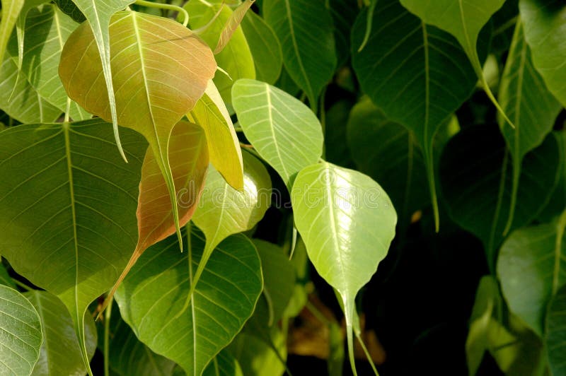 Green leaves on tree stock photo. Image of dhamma, flowers - 8058096