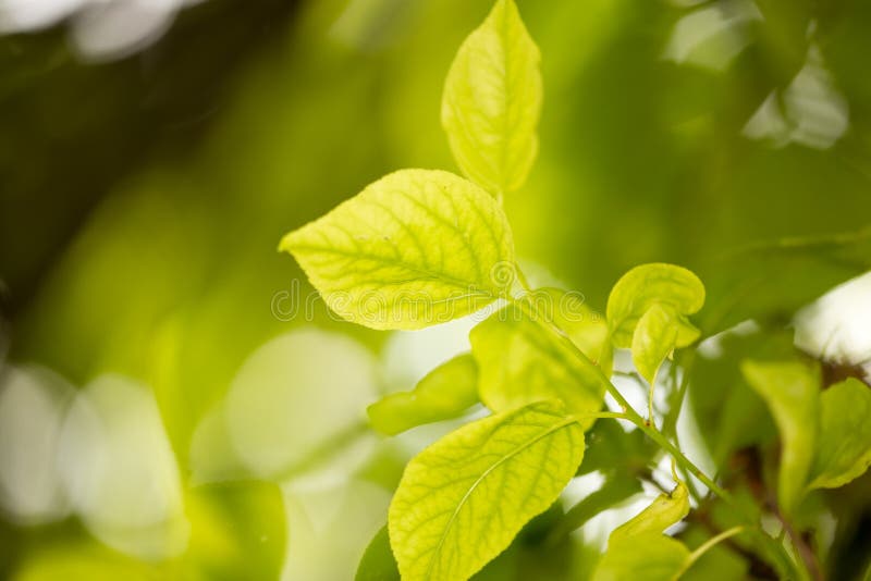 Green Leaves on a Tree As a Background Stock Photo - Image of closeup ...