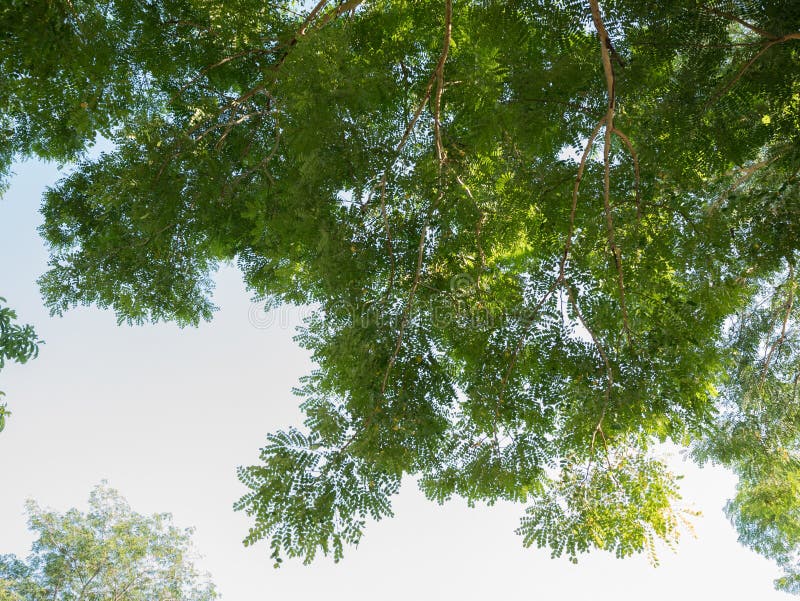 Green Leaves Tree is a Background Stock Photo - Image of organic ...