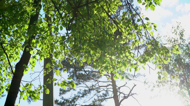 Green Leaves of a Tree on a Background of a Bright Sky Stock Footage ...