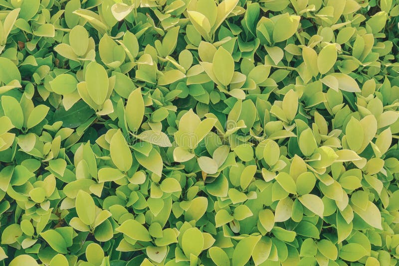 Green Leaves Tree, Background. Texture of the Bush Stock Photo - Image ...