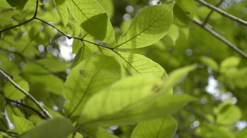 Green Leaves of a Tree Blowing by the Wind. Stock Footage - Video of ...