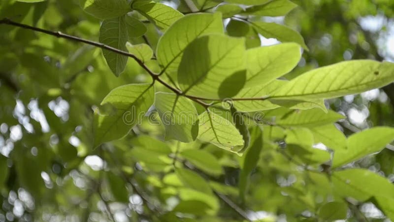 Green Leaves of a Tree Blowing by the Wind. Stock Footage - Video of ...