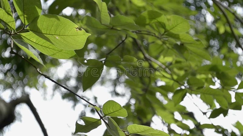 Green Leaves of a Tree Blowing by the Wind. Stock Video - Video of ...