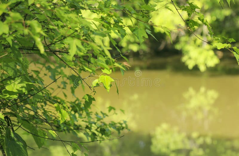Tree Branch with Fresh Leaves Over Water, Summer Background Stock Photo ...