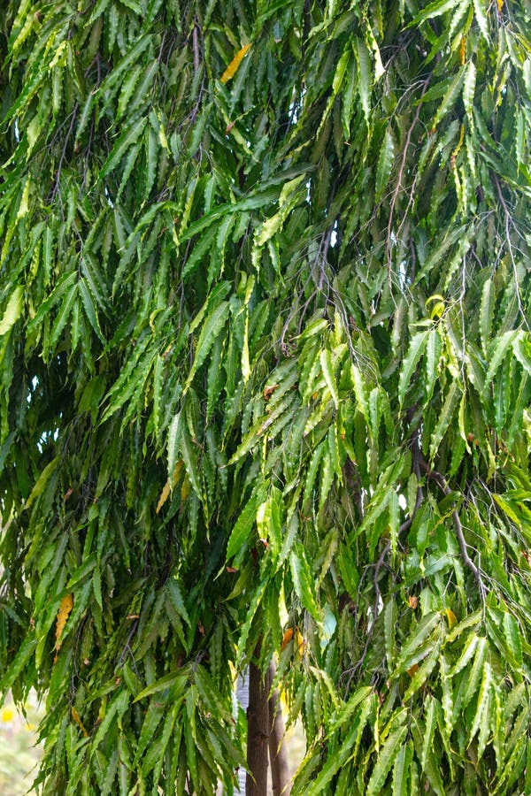 Green Leaves on a Tree Branch in the Park Stock Image - Image of bokeh ...