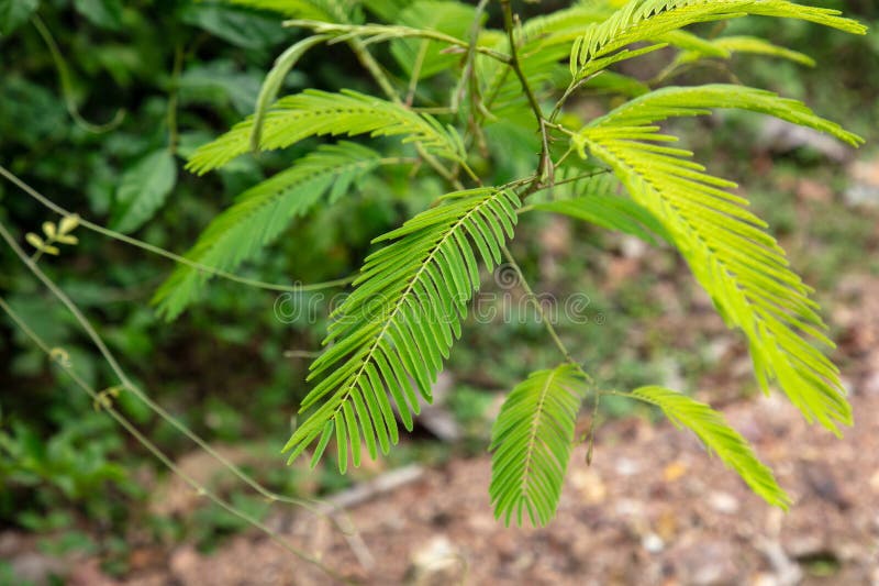 Green Leaves on a Tree Branch in the Park Stock Image - Image of beech ...
