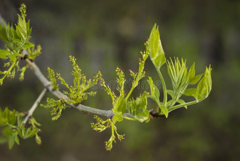Green leaves in spring. stock photo. Image of light - 144389096