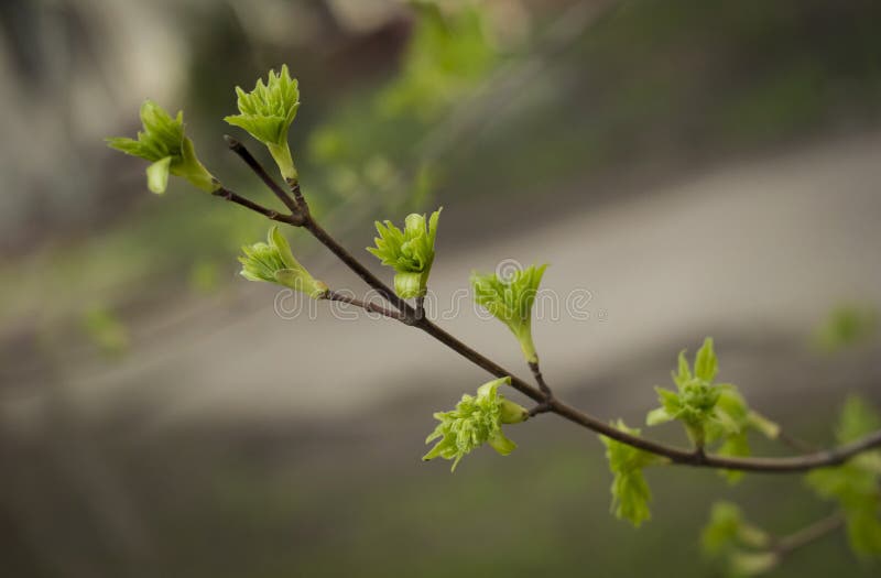 Green leaves in spring. stock image. Image of branch - 144389577