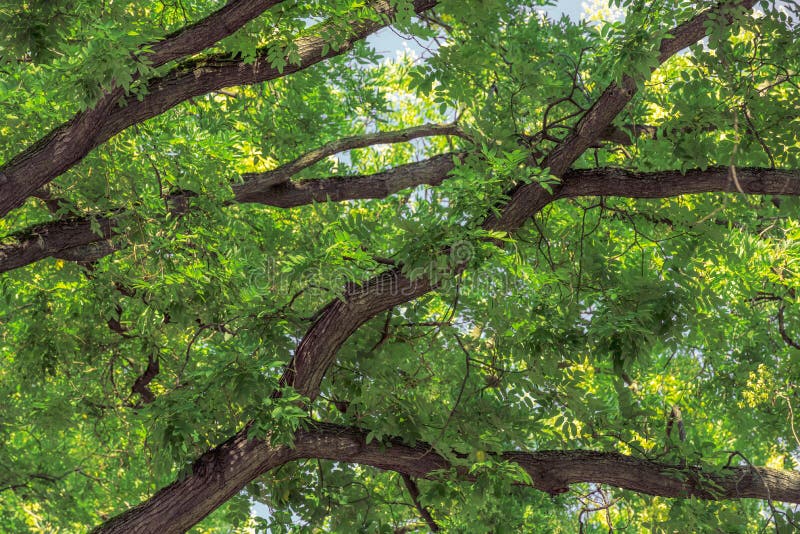 Green Leaves and Tree Branches Stock Image - Image of trunk, sunlight ...