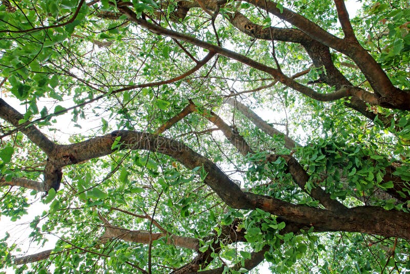 Green Leaves Tree and Branches of Tree Over Head Beautiful Background ...