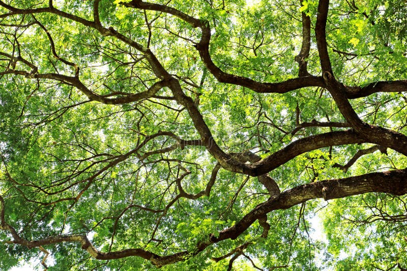 Green Leaves Tree and Branches of Tree Over Head Beautiful Natural ...