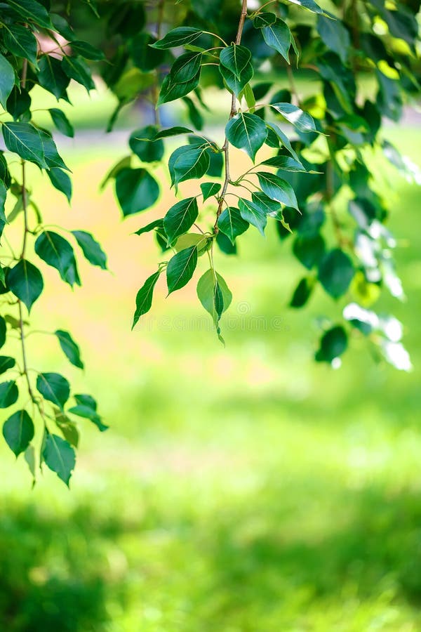 Green Leaves on Tree Branches in a Spring. Stock Image - Image of fresh ...