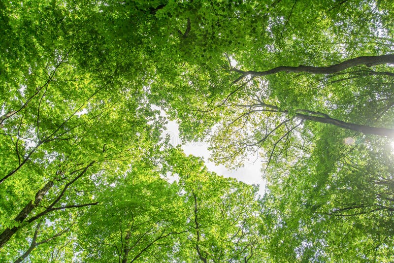 Green leaves tree canopy stock image. Image of park - 116072973