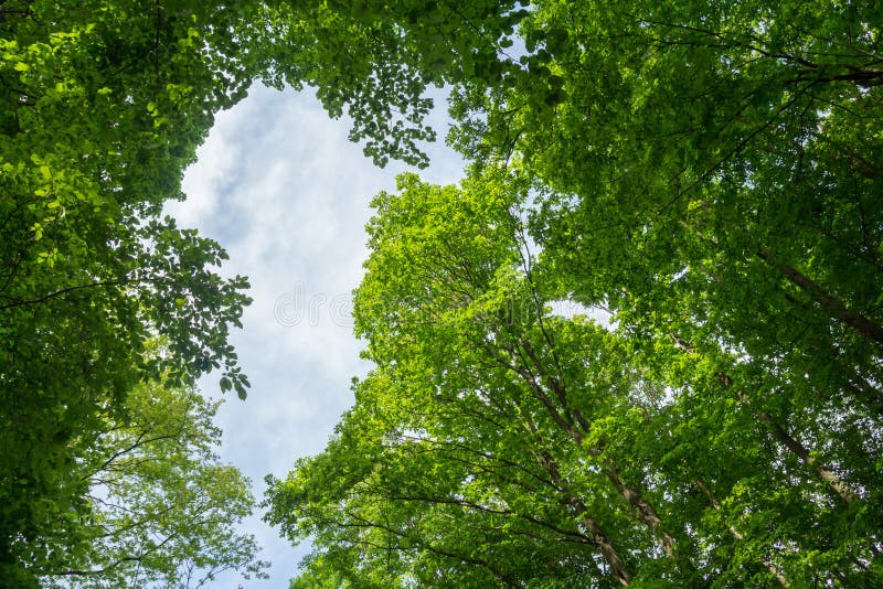 Green leaves tree canopy stock photo. Image of trees - 116072972