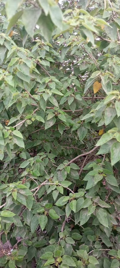 Green leaves tree closeup. stock image. Image of green - 319955367