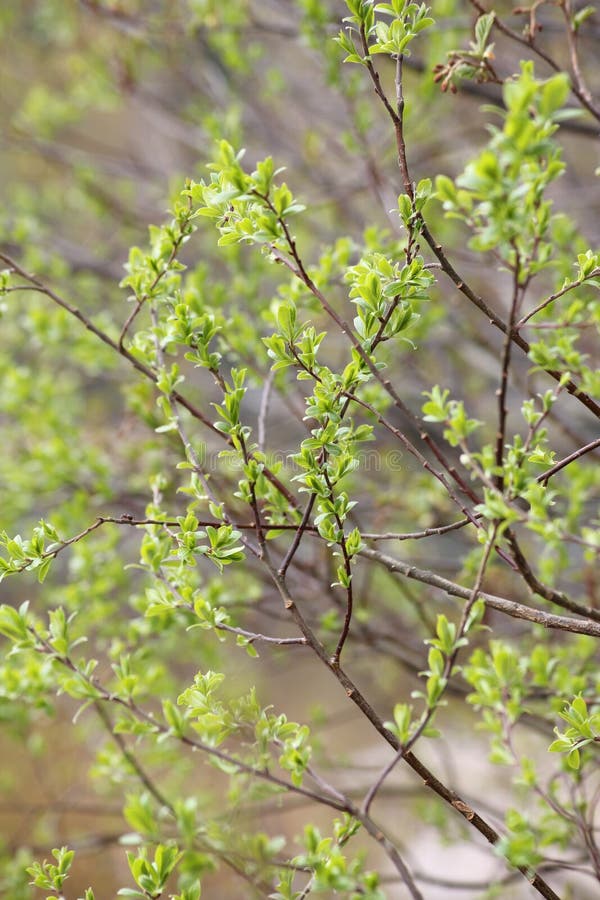Green leaves in spring stock photo. Image of leaves - 139906154