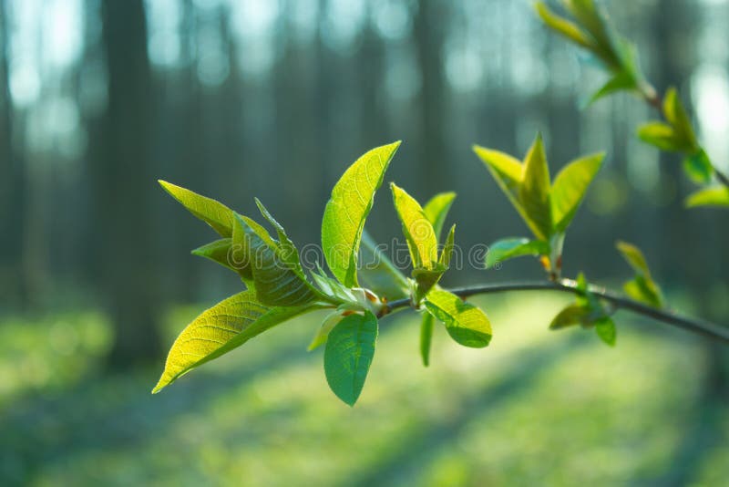 Green leaves on the tree stock photo. Image of spring - 157470156