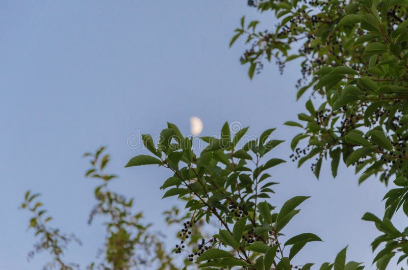 Green Leaves of a Tree and the Moon in the Background Stock Image ...