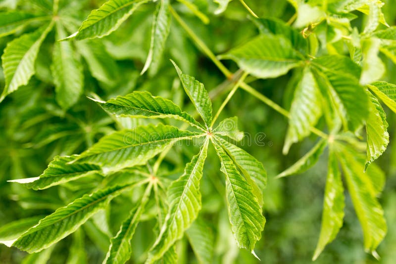 Green Leaves on the Tree in Nature Stock Image - Image of plants ...
