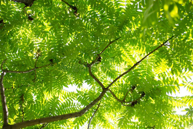 Green Leaves on the Tree in Nature Stock Image - Image of growth ...