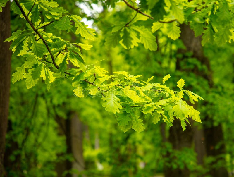 Green Leaves on a Tree in Nature Stock Image - Image of growth, texture ...
