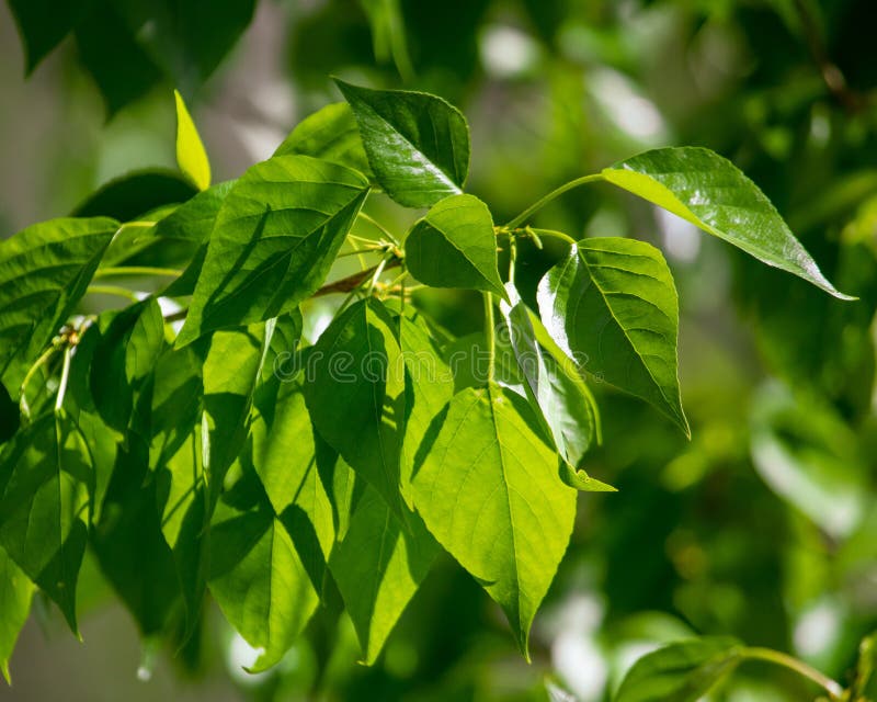 Green Leaves on a Tree on Nature Stock Image - Image of blue ...