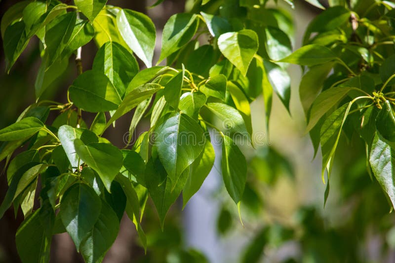 Green Leaves on a Tree on Nature Stock Image - Image of summer, blue ...