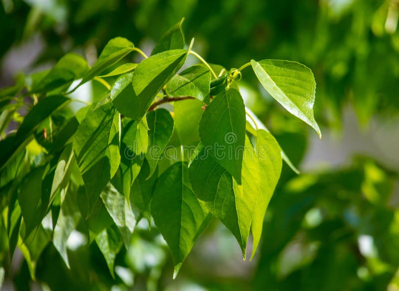 Green Leaves on a Tree on Nature Stock Photo - Image of white, isolated ...
