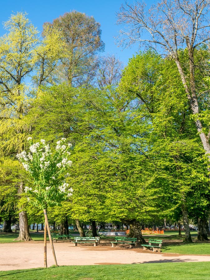 Trees in park stock photo. Image of leaf, flora, park - 109835208