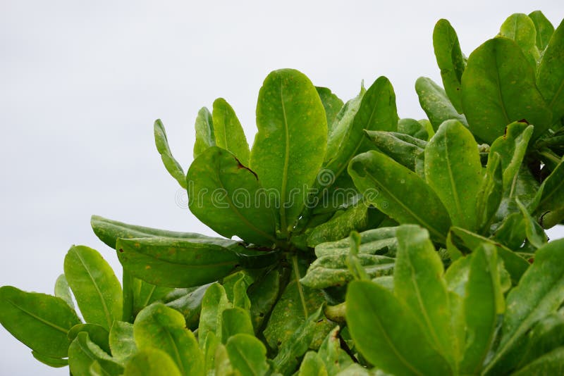 Green Leaves on the Tree. this Plant Easy To Find on the Beach. this ...