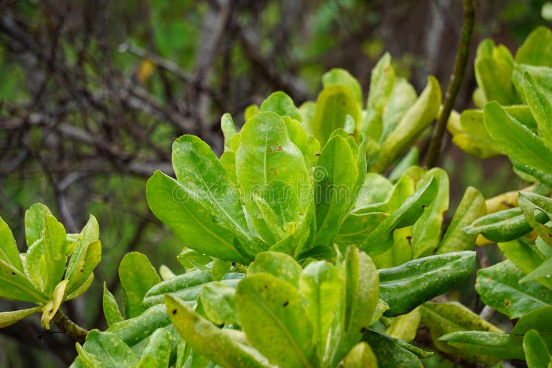 Green Leaves on the Tree. this Plant Easy To Find on the Beach. this ...