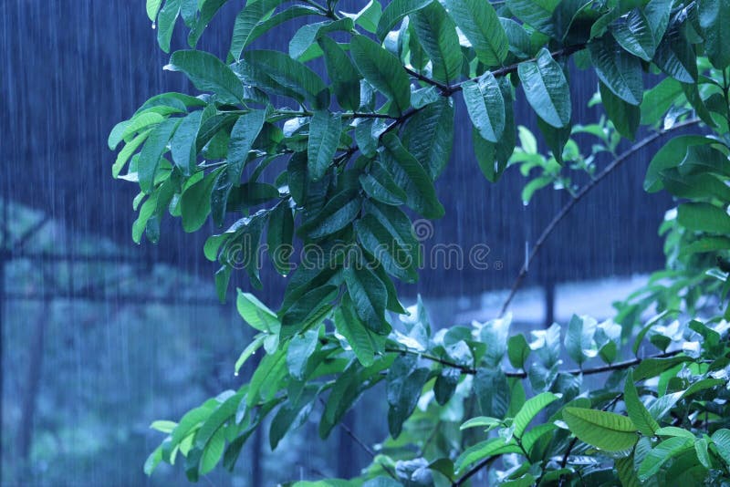 Green Leaves of Tree while Raining in Background Stock Image - Image of ...