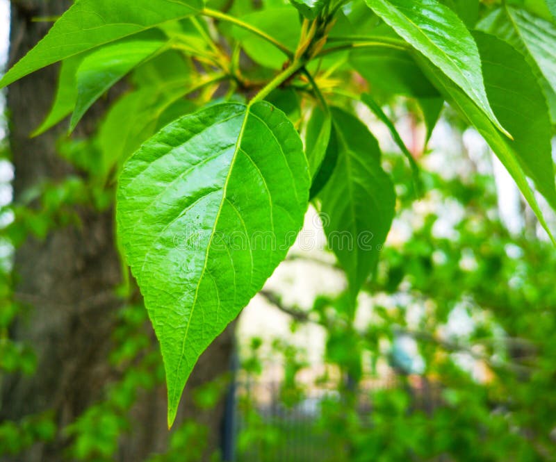 Green Leaves on a Tree in Spring Stock Image - Image of greenery ...