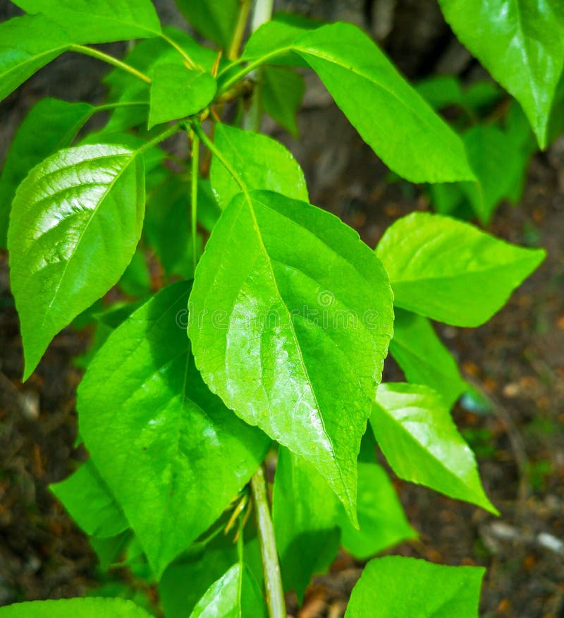 Green Leaves on a Tree in Spring Stock Photo - Image of tree ...