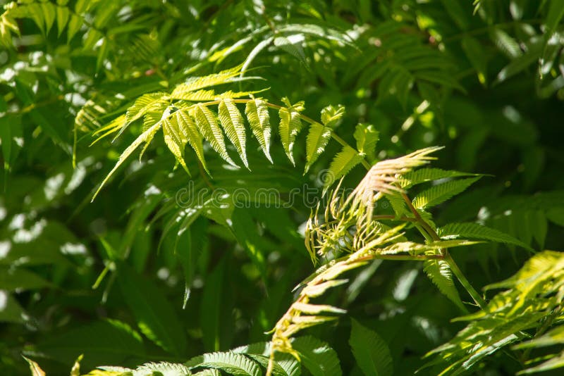 Green Leaves on a Tree in Summer Stock Photo - Image of plants, leaf ...
