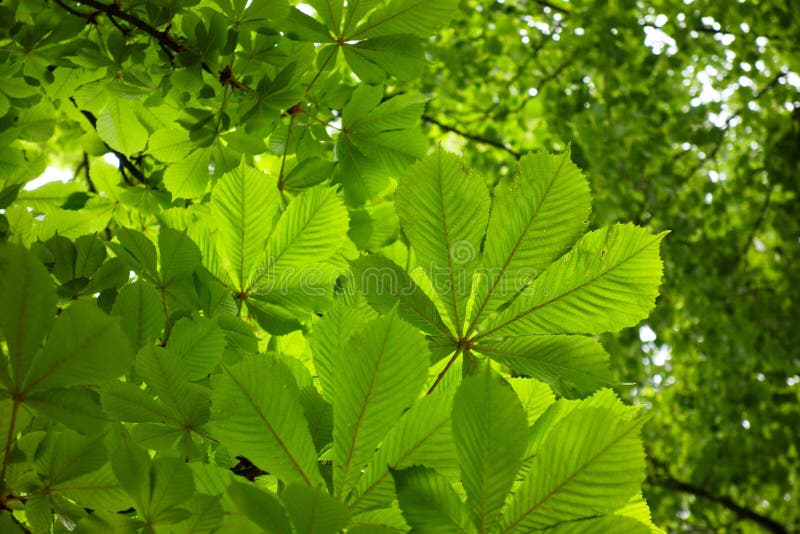 Green Leaves of Tree in Summer Stock Image - Image of closeup, branch ...