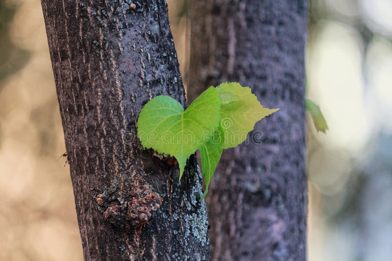 Green Leaves on a Tree Trunk Close-up Stock Photo - Image of autumn ...