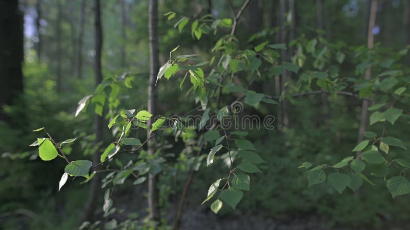 Green Leaves of a Tree Waving by the Wind Stock Video - Video of nature ...