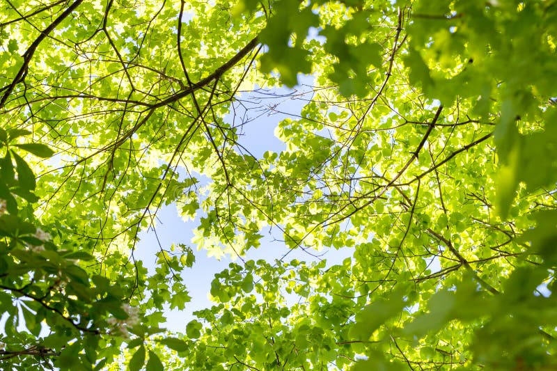 Green leaves of trees stock image. Image of environment - 140264767