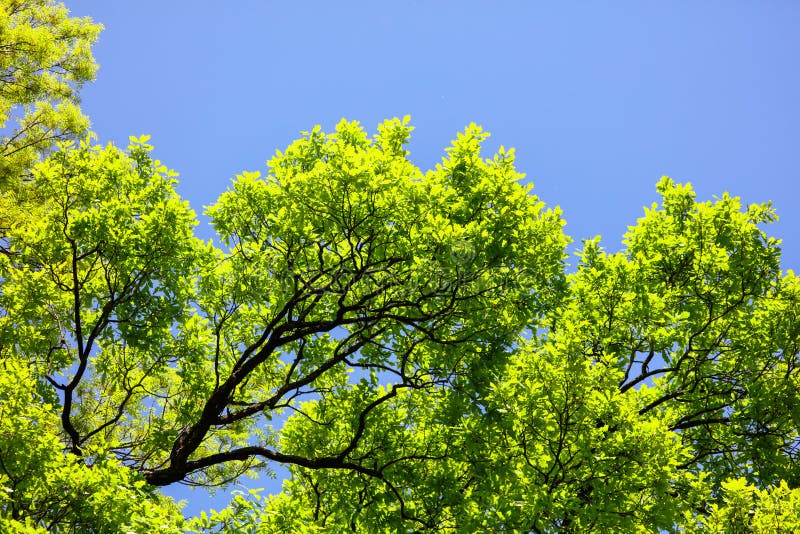 Green Leaves on the Trees in the Park. Nature Stock Image - Image of ...