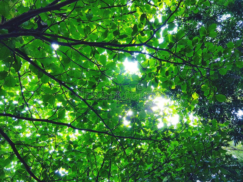 Green leaves trees stock image. Image of tree, leaves - 77096401