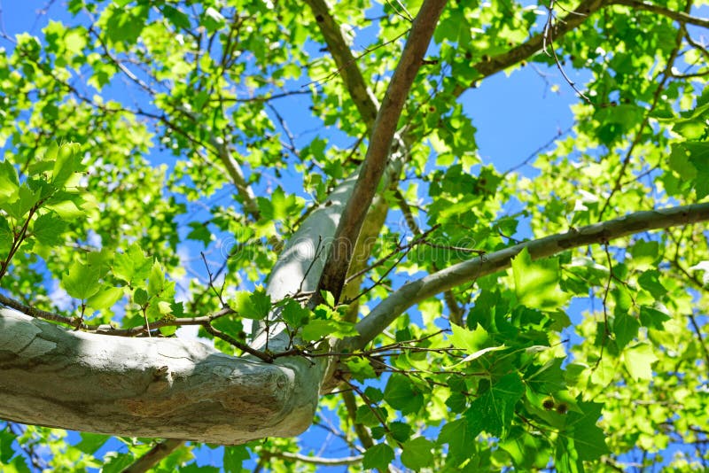 Green Leaves and Trunk Under a Blue Sky Stock Image - Image of beams ...