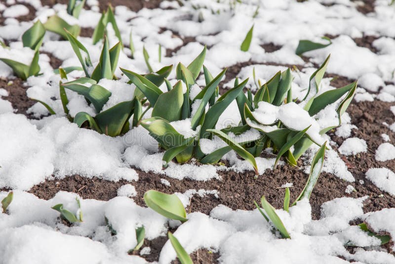 Green Leaves of Tulips Under Snow Stock Photo - Image of early, garden ...