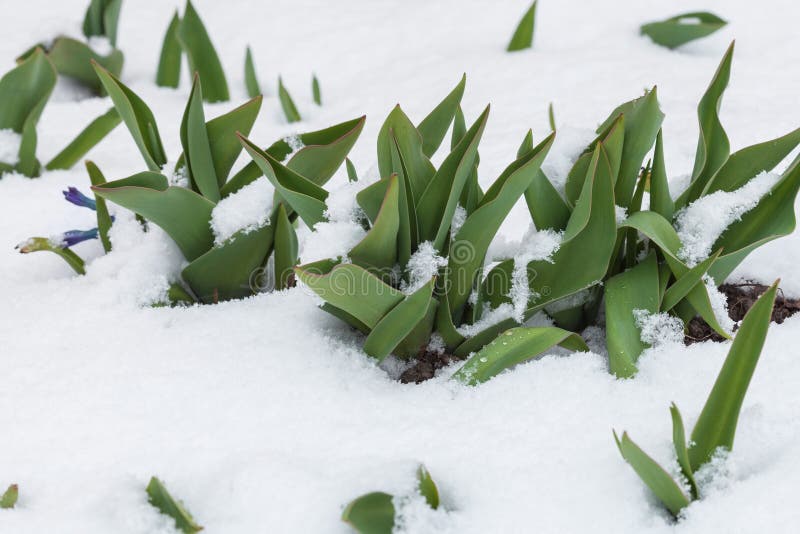 Green Leaves of Tulips Under Snow Stock Image - Image of leaves, early ...