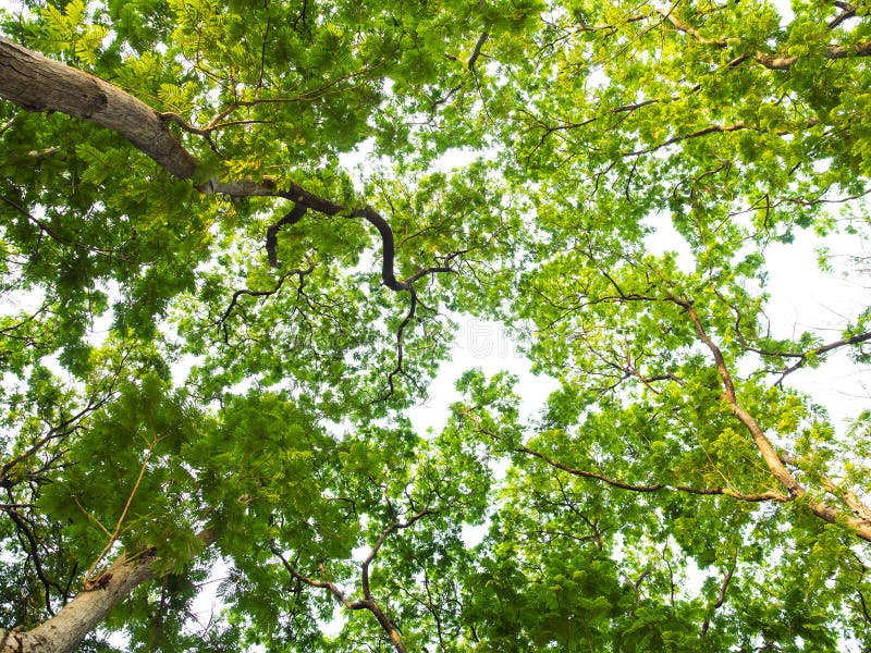 Green Leaves Under the Tree Stock Photo - Image of color, isolated ...