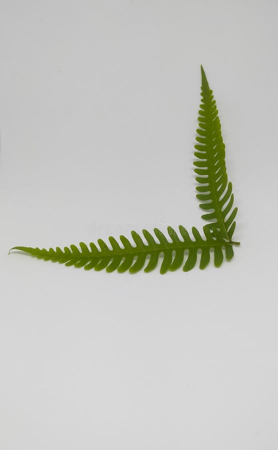 Green Leaves with a Unique Shape Stock Photo - Image of flower, tree ...