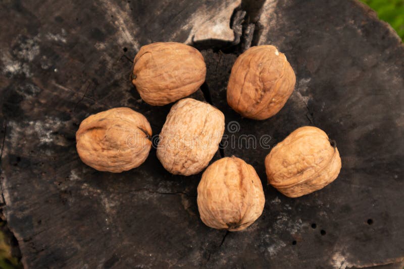 Ripe Nuts of a Walnut Tree. Yellow Walnut Leaves Stock Photo - Image of ...