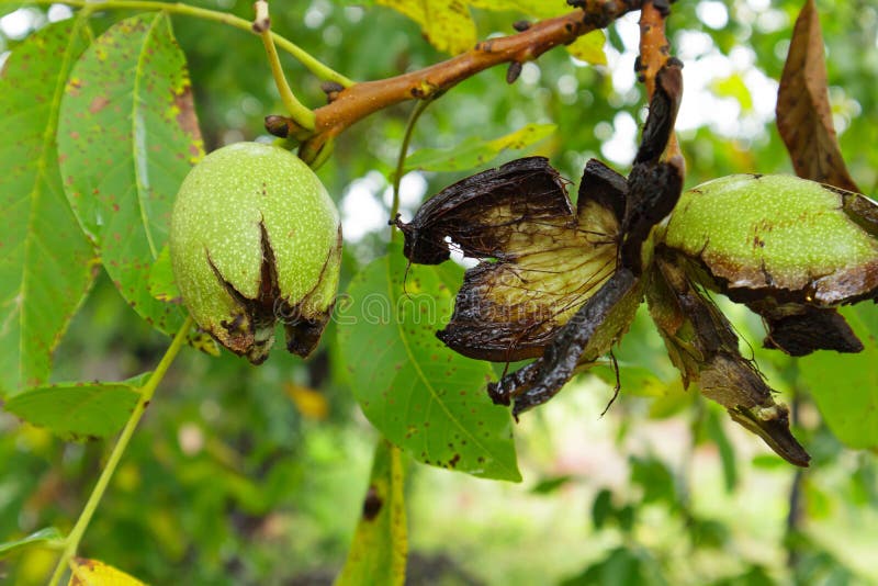 Green Leaves and Unripe Walnut. Walnut Kernels and Whole Walnuts Stock ...